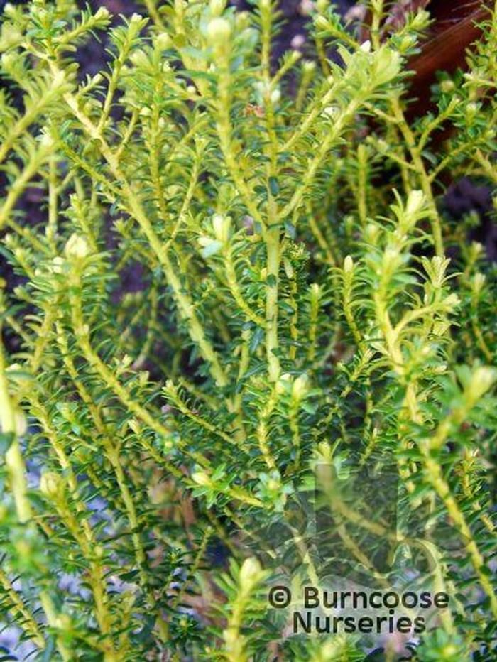 Cassinia from Burncoose Nurseries