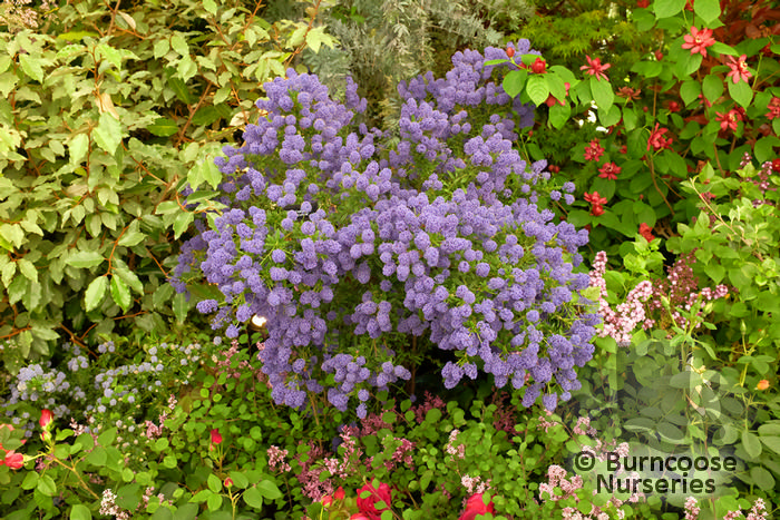 Ceanothus 'Concha' from Burncoose Nurseries