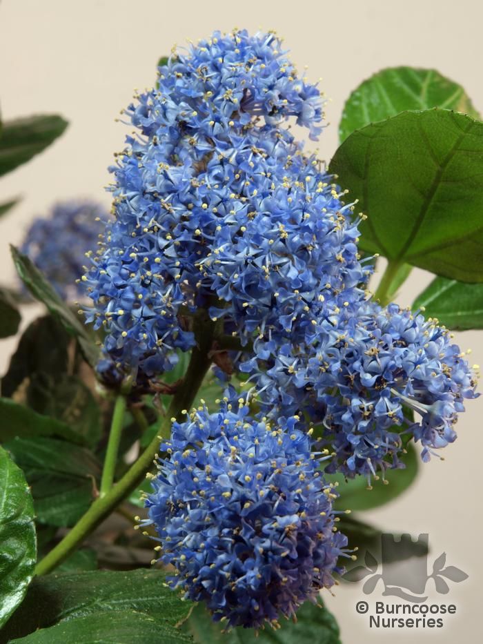 Ceanothus Griseus 'Yankee Point' from Burncoose Nurseries