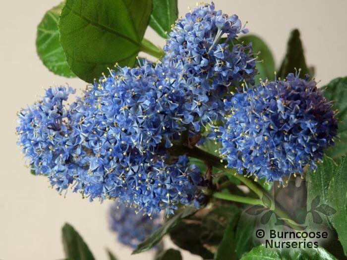 Ceanothus Griseus 'Yankee Point' from Burncoose Nurseries
