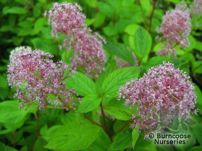 Ceanothus 'Perle Rose' from Burncoose Nurseries