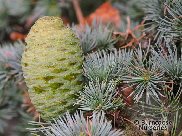 Cedrus from Burncoose Nurseries