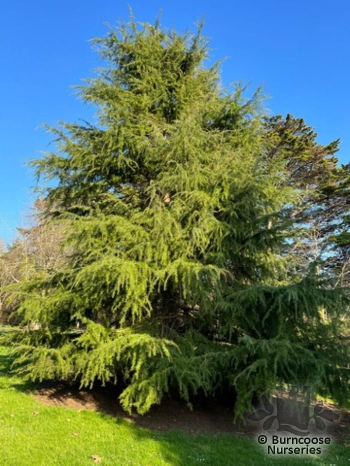 Cedrus from Burncoose Nurseries