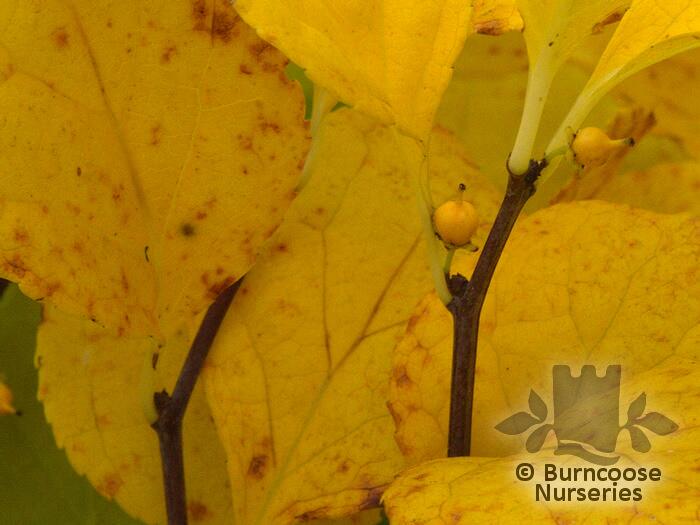 Celastrus from Burncoose Nurseries