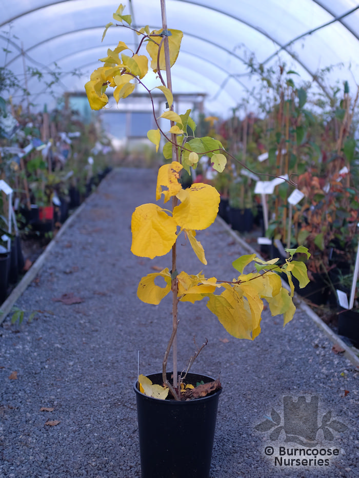 Celastrus Orbiculatus from Burncoose Nurseries