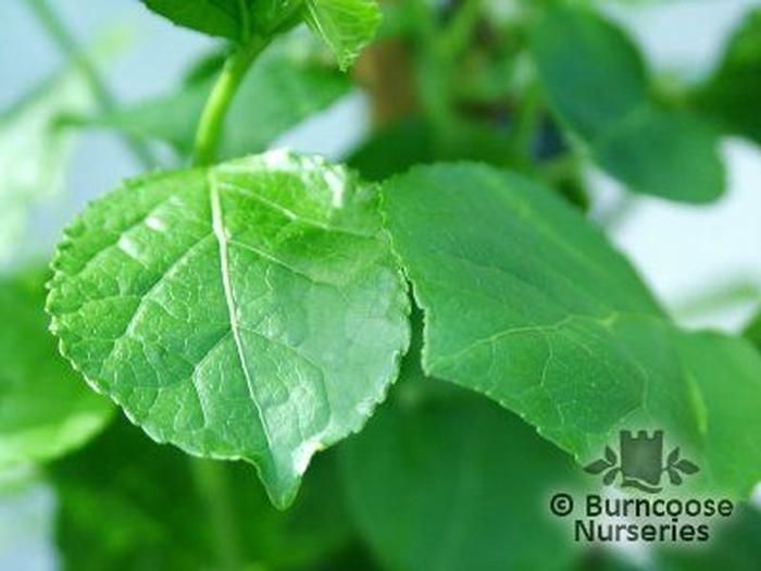 Celastrus from Burncoose Nurseries