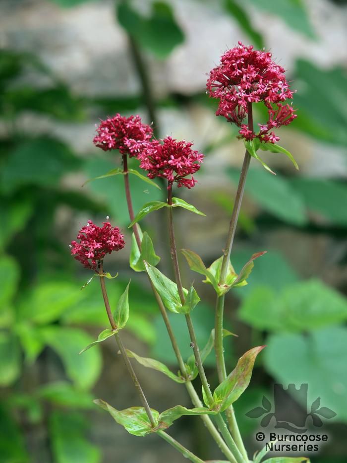 Centranthus Ruber 'Coccineus' from Burncoose Nurseries