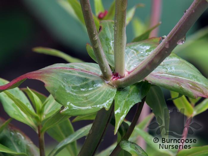 Centranthus Ruber 'Coccineus' from Burncoose Nurseries