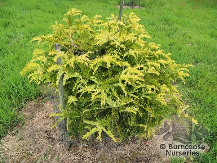 Cephalotaxus Fortunei from Burncoose Nurseries