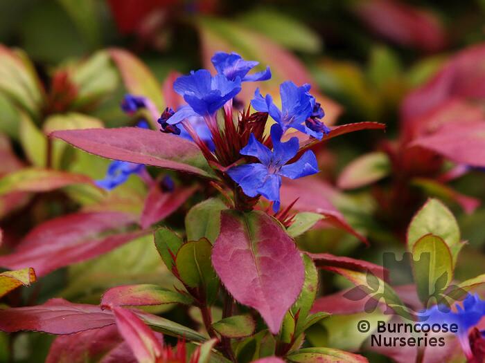 Ceratostigma Plumbaginoides from Burncoose Nurseries