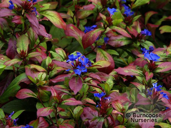 Ceratostigma Plumbaginoides from Burncoose Nurseries