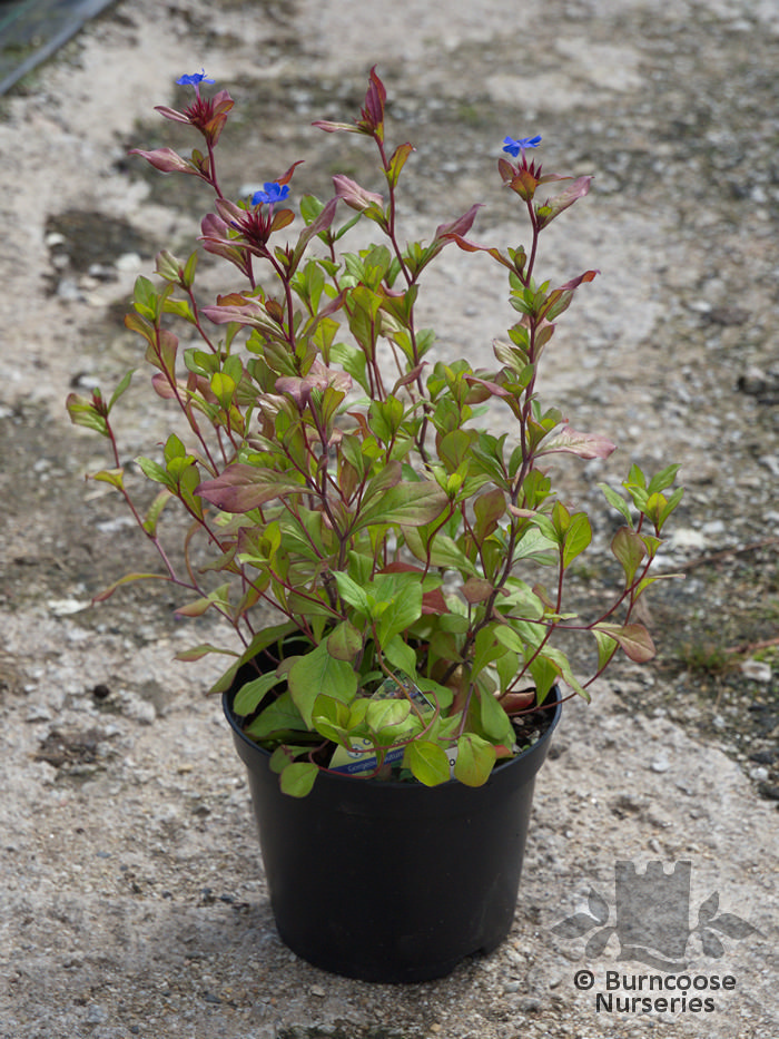 Ceratostigma Plumbaginoides from Burncoose Nurseries