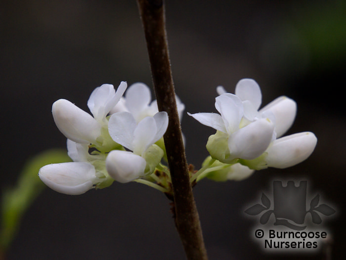 Cercis Canadensis 'Alba' from Burncoose Nurseries