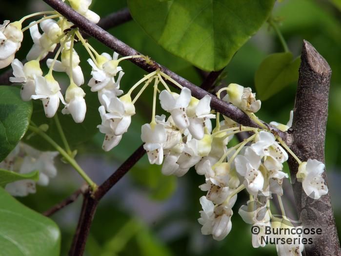 Cercis Canadensis 'Alba' from Burncoose Nurseries