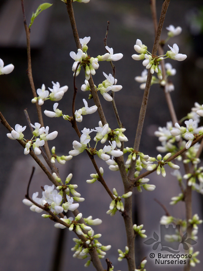Cercis Canadensis 'Alba' from Burncoose Nurseries