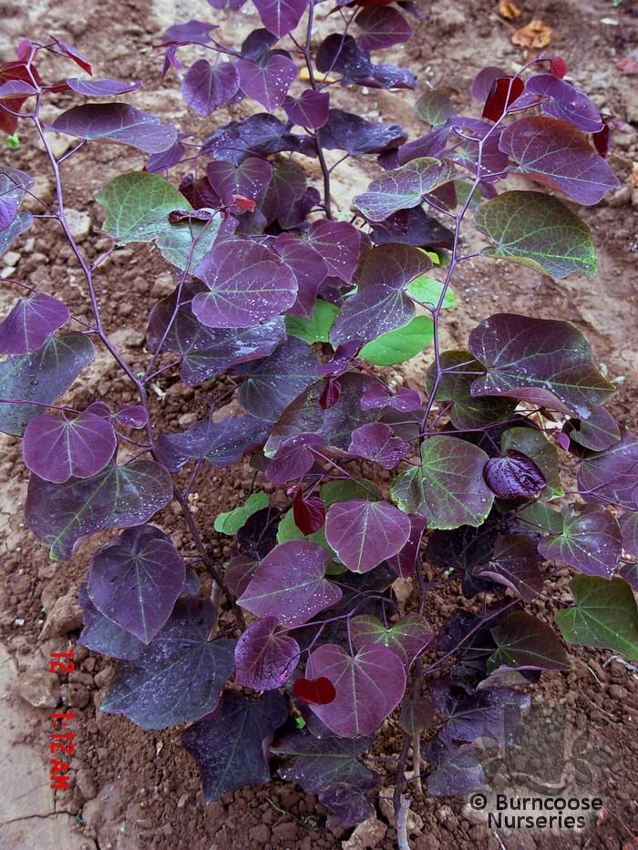 Cercis from Burncoose Nurseries