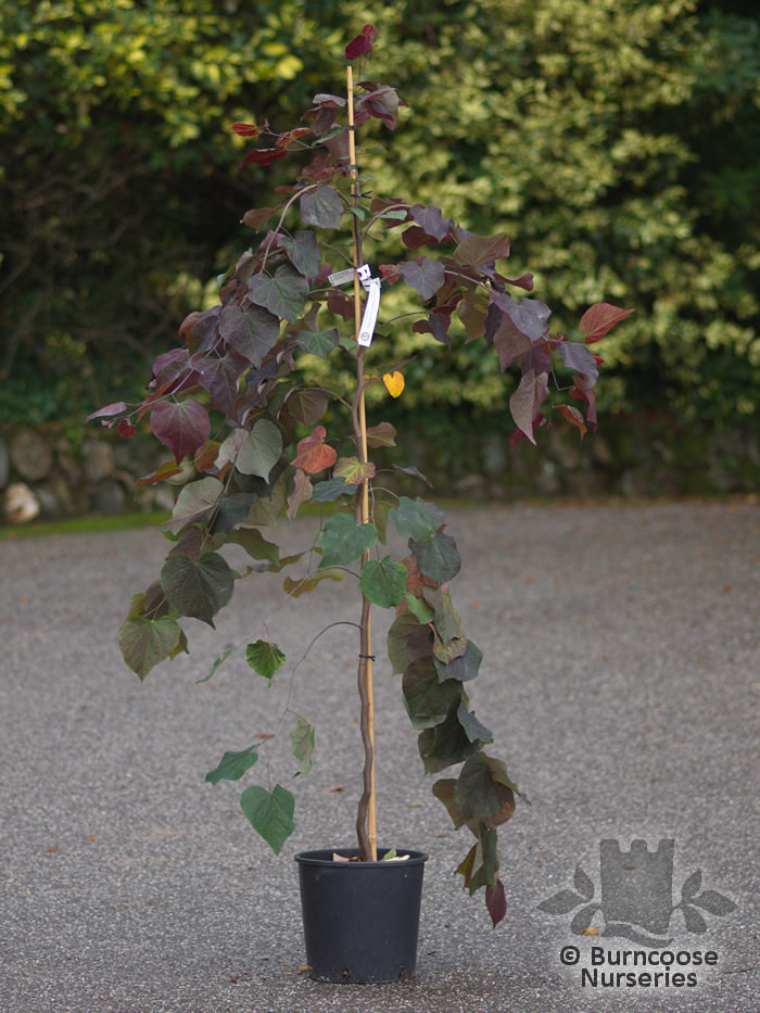 Cercis Canadensis 'Ruby Falls' from Burncoose Nurseries