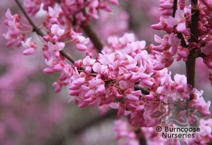 Cercis Canadensis from Burncoose Nurseries