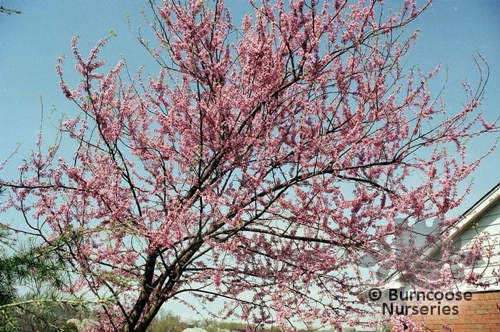 Cercis Canadensis from Burncoose Nurseries