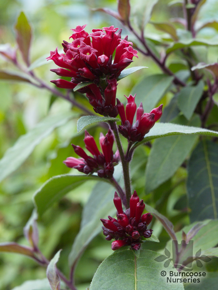 Cestrum Fasciculatum 'Newellii from Burncoose Nurseries