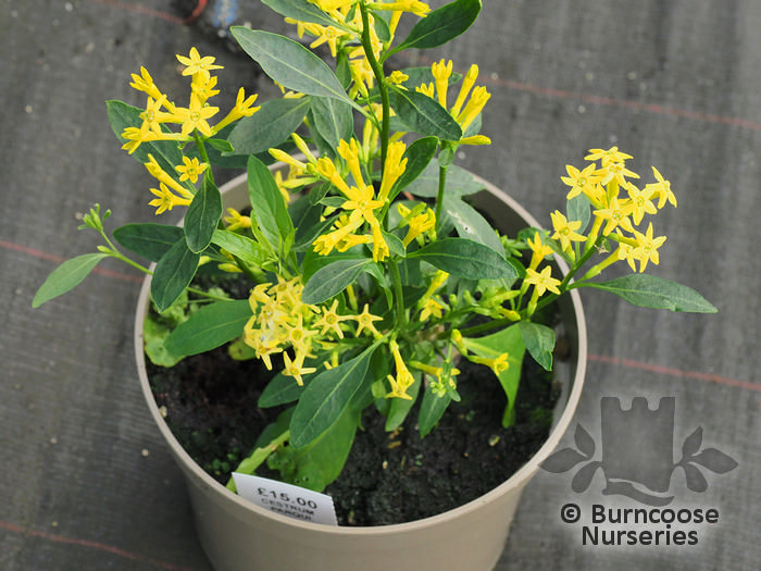 Cestrum Parqui from Burncoose Nurseries