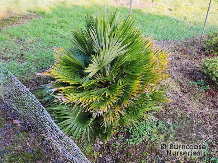 Chamaerops Humilis from Burncoose Nurseries