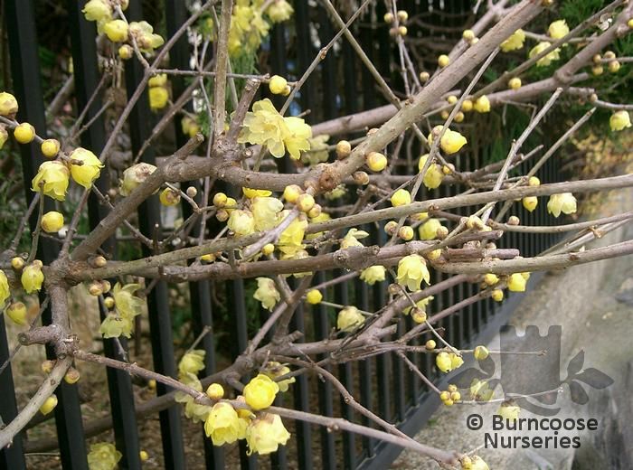 Chimonanthus Praecox from Burncoose Nurseries