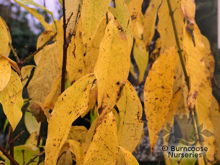 Chimonanthus from Burncoose Nurseries