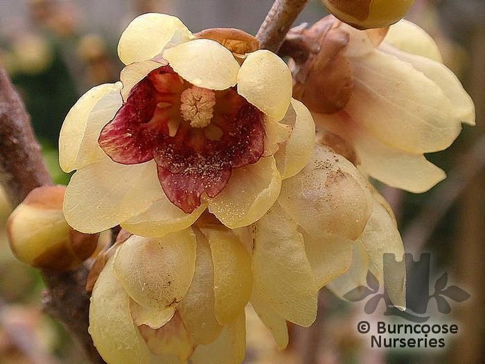 Chimonanthus Praecox from Burncoose Nurseries