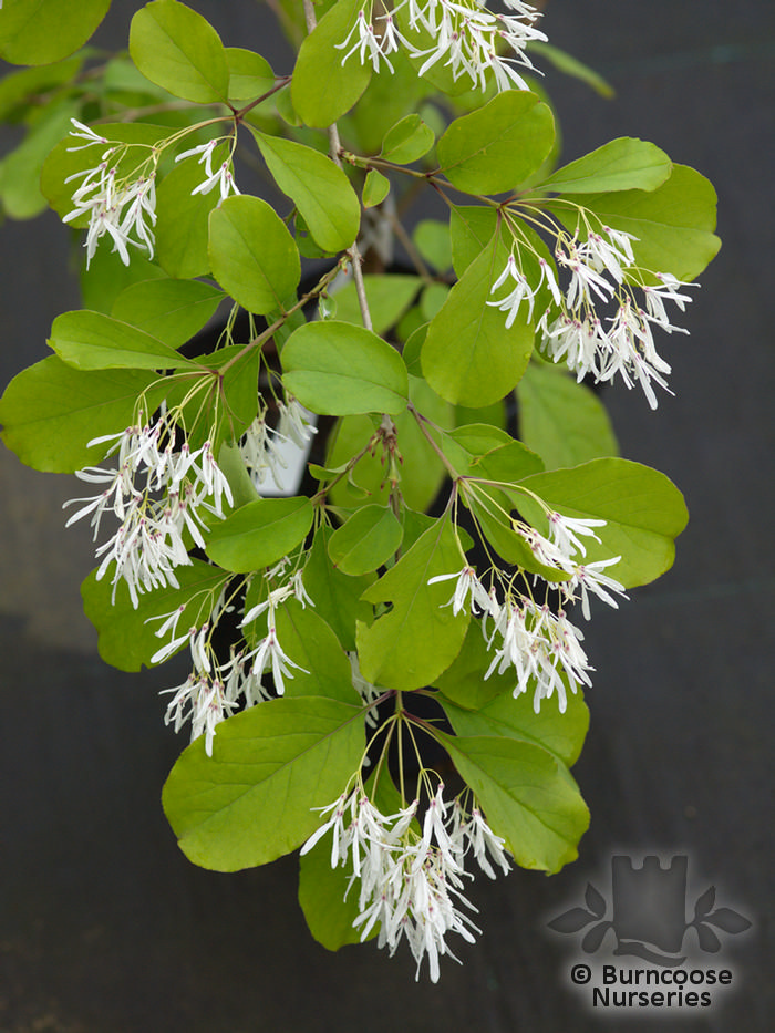 Chionanthus Retusus from Burncoose Nurseries