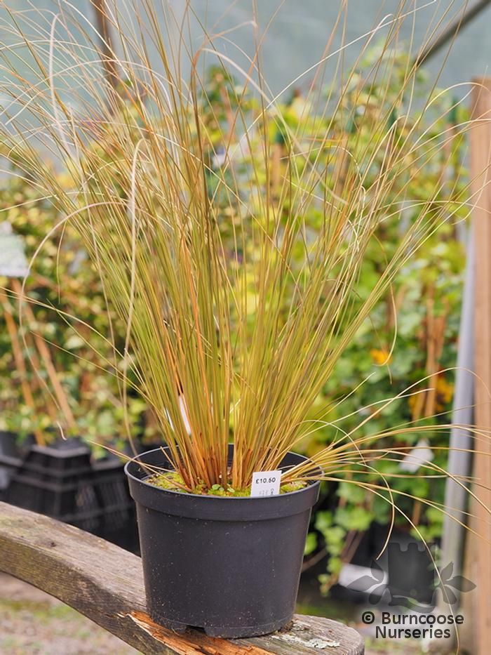 Chionochloa Rubra from Burncoose Nurseries