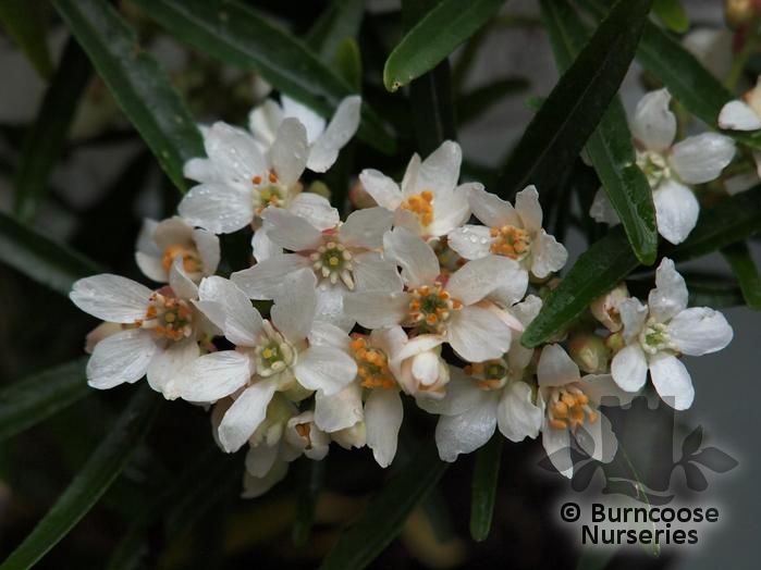 Choisya X Dewitteana 'Aztec Pearl' from Burncoose Nurseries