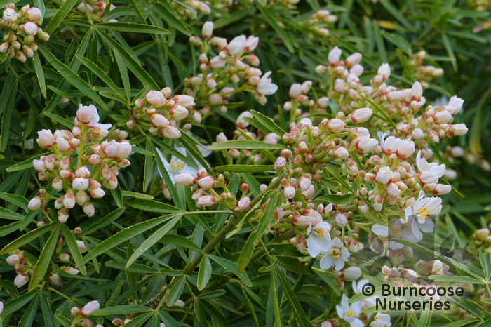 Choisya X Dewitteana 'Aztec Pearl' from Burncoose Nurseries