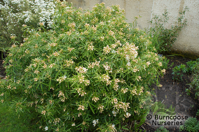 Choisya X Dewitteana 'Aztec Pearl' from Burncoose Nurseries