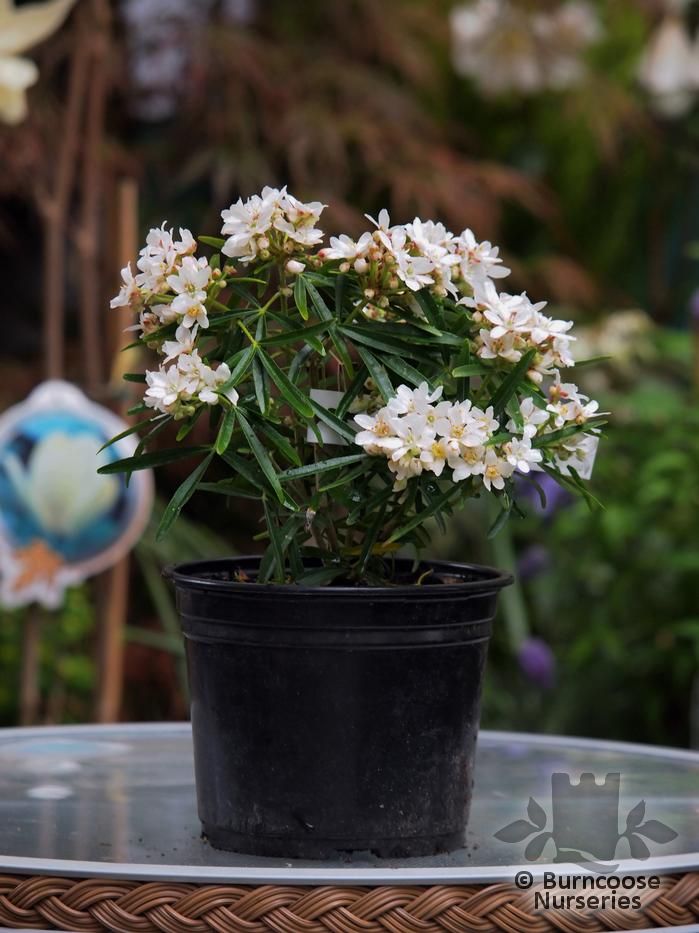 Choisya X Dewitteana 'Aztec Pearl' from Burncoose Nurseries