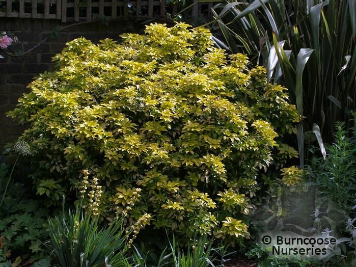 Choisya from Burncoose Nurseries