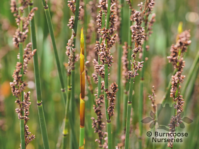 Restio from Burncoose Nurseries
