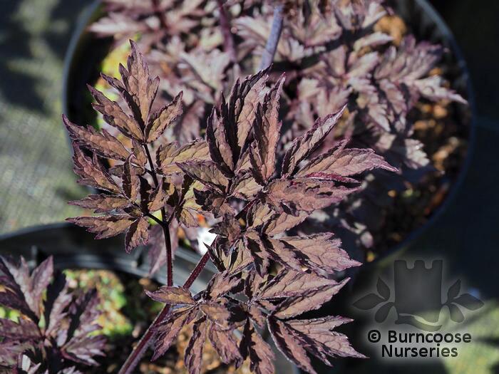 Actaea 'Chocoholic' from Burncoose Nurseries