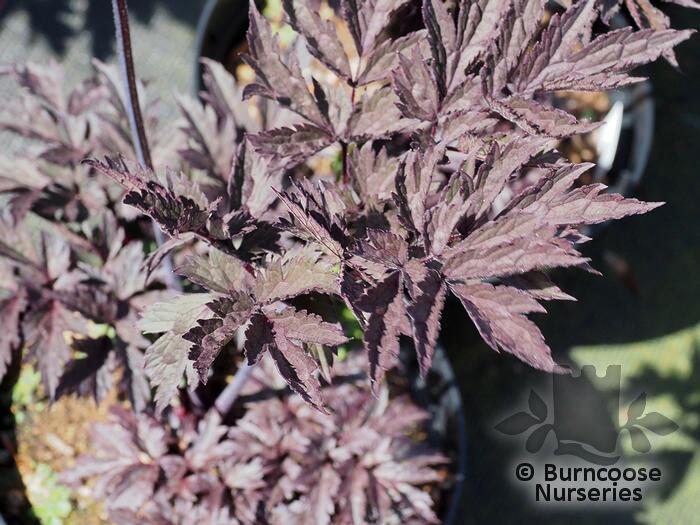 Actaea 'Chocoholic' from Burncoose Nurseries