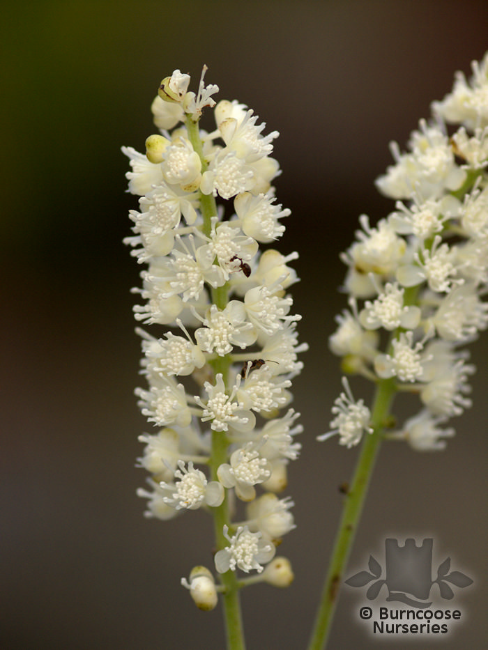 Actaea Simplex 'White Pearl' from Burncoose Nurseries
