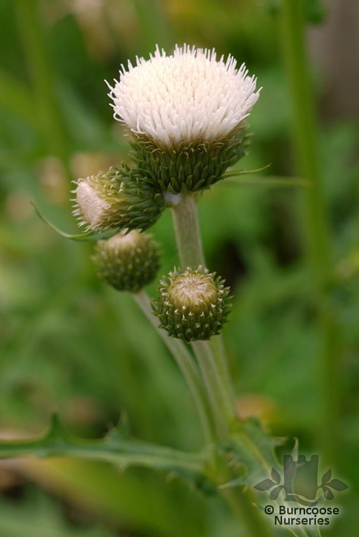Cirsium Rivulare 'Frosted Magic' from Burncoose Nurseries