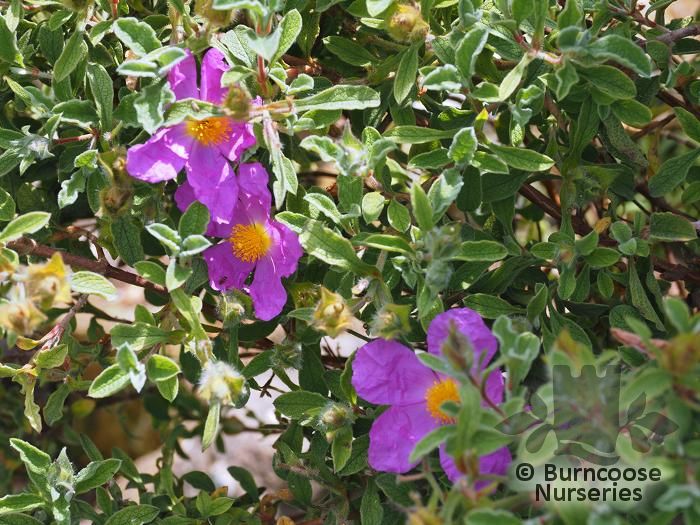 Cistus Crispus from Burncoose Nurseries