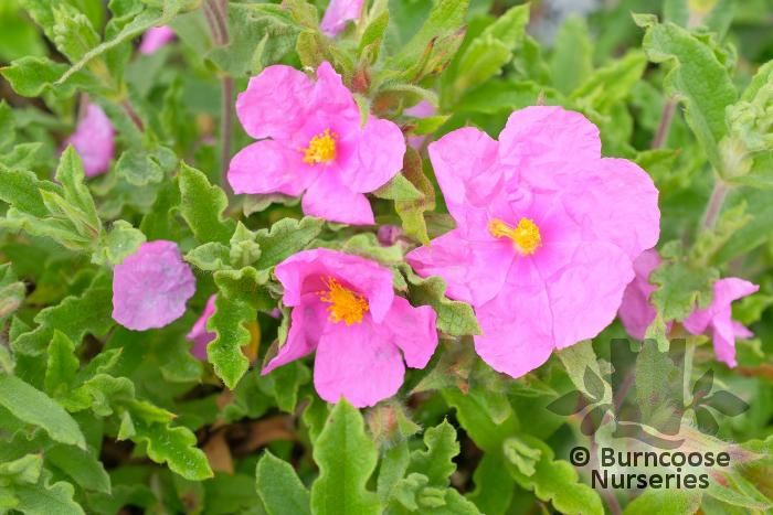 Cistus from Burncoose Nurseries