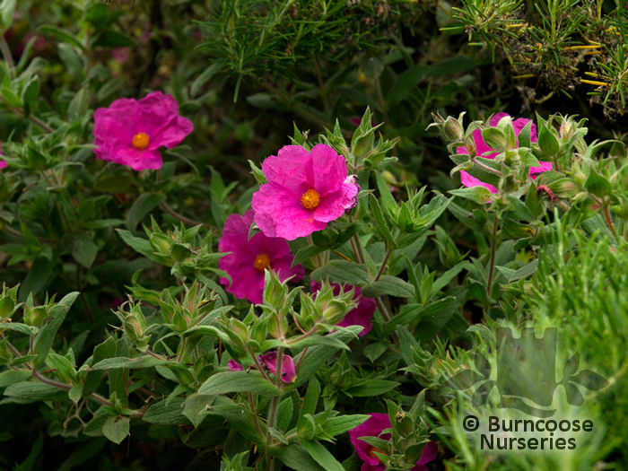 Cistus Pulverulentus 'Sunset' from Burncoose Nurseries