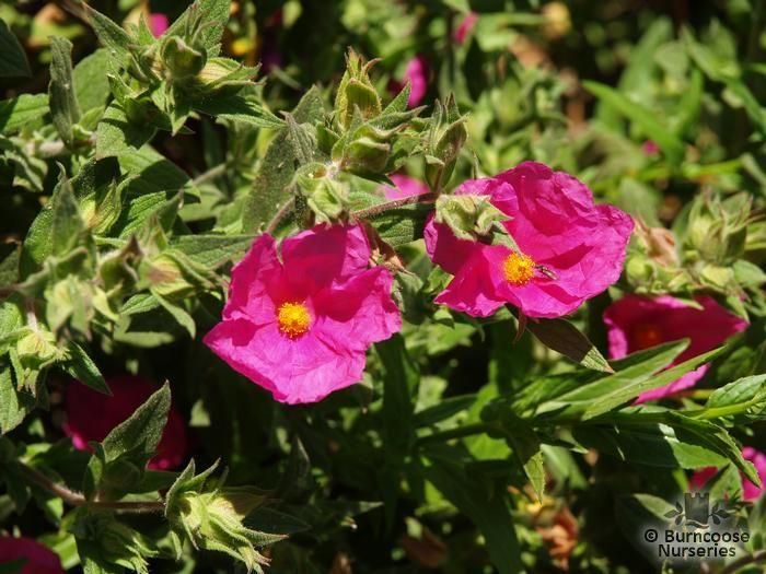 Cistus Pulverulentus 'Sunset' from Burncoose Nurseries