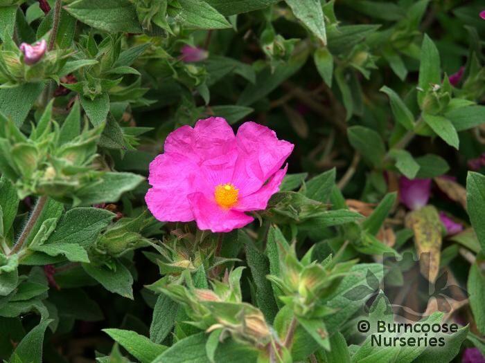 Cistus from Burncoose Nurseries