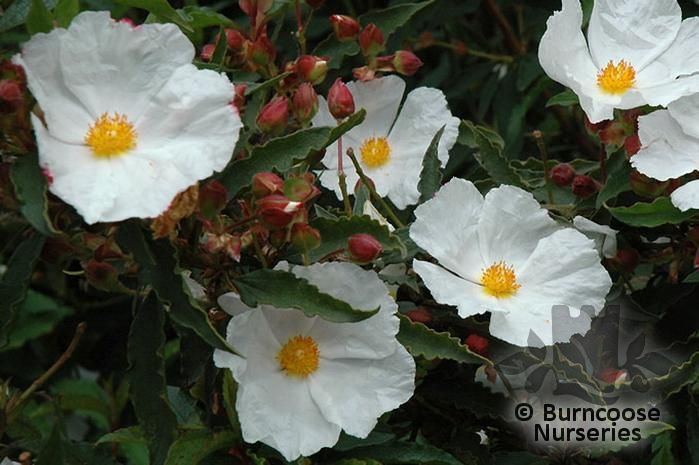 Cistus from Burncoose Nurseries