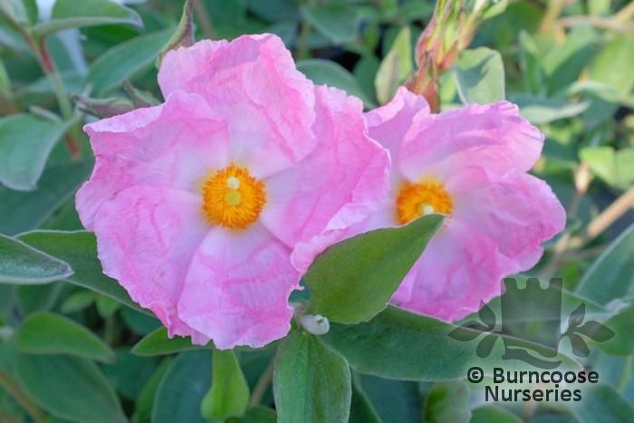 Cistus X Argenteus 'Silver Pink from Burncoose Nurseries