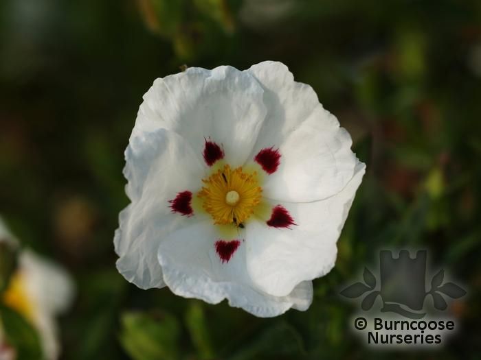 Cistus X Dansereaui 'Decumbens' from Burncoose Nurseries