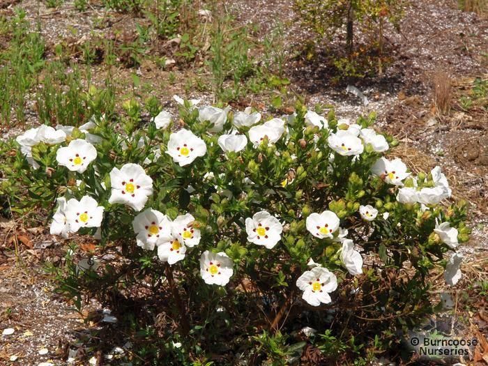 Cistus X Dansereaui 'Decumbens' from Burncoose Nurseries